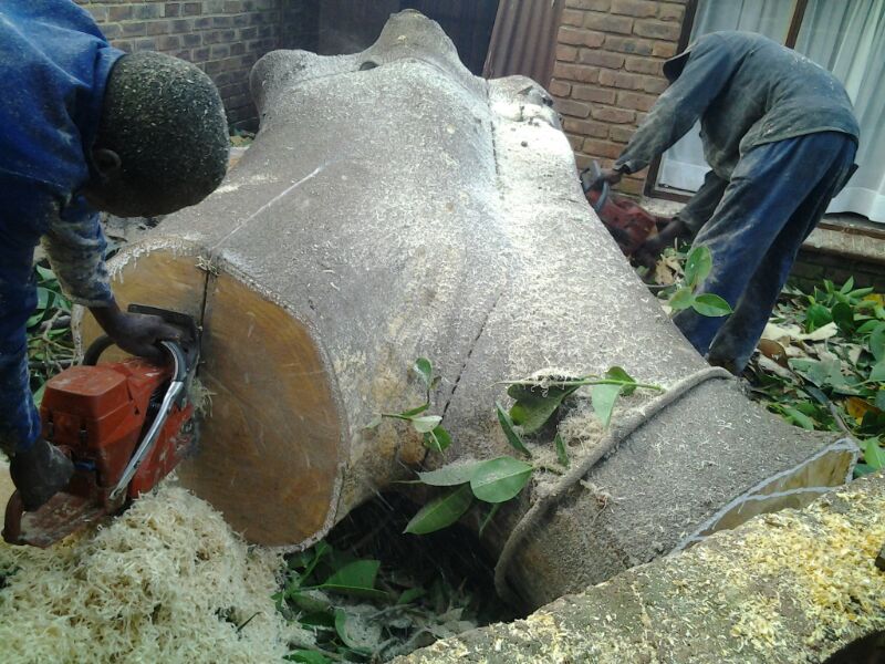 Removing-big-trees-in-small-spaces | Swift Tree Felling