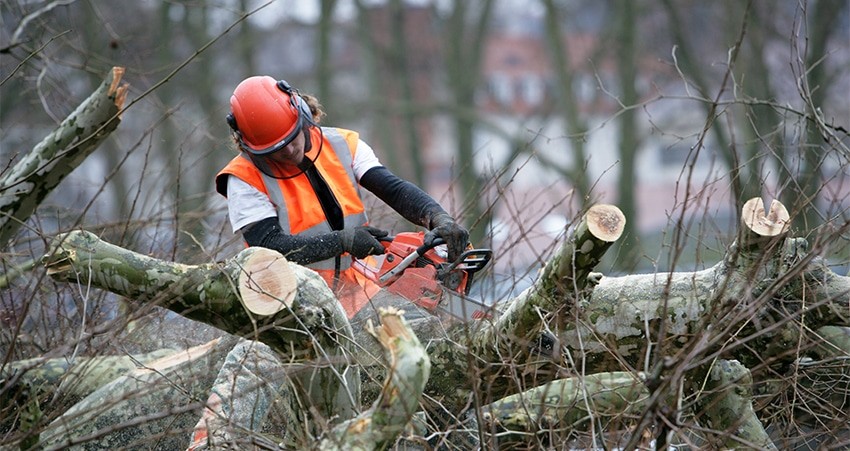 Tree Felling | Pruning | De-stumping | Durban North